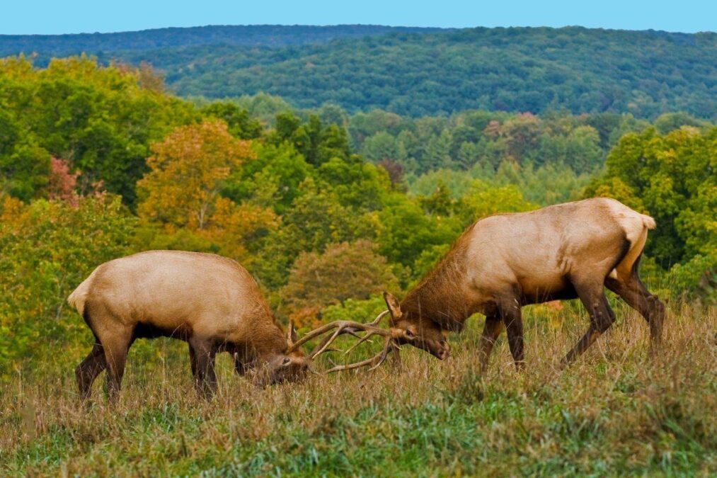 Elk State Park In Wilcox, PA | America's State Parks