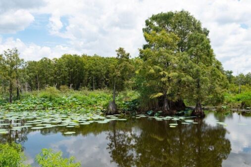 Sheldon Lake State Park In Houston, TX | America's State Parks