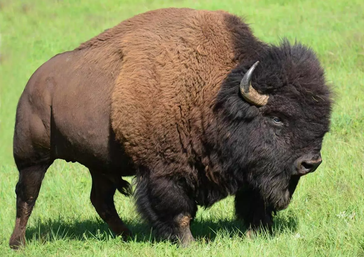 15 Amazing Animals In State Parks | America's State Parks