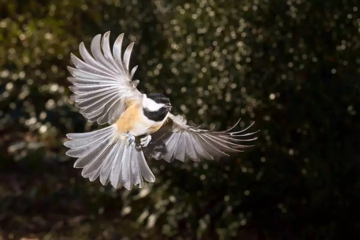 13 Stunning Birds In State Parks