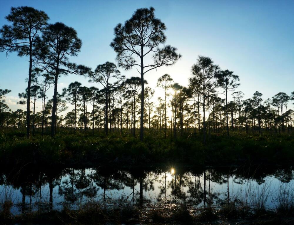 Forest Capital Museum State Park In Perry, FL | America's State Parks
