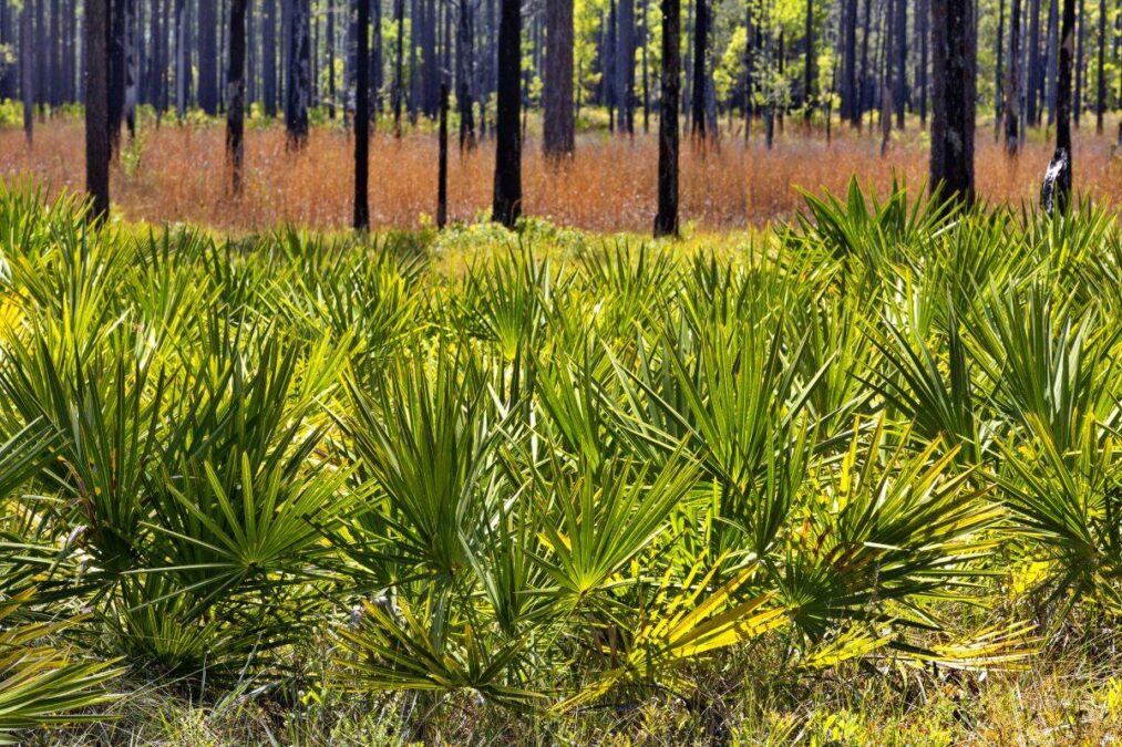 Ochlockonee River State Park In Sopchoppy, FL | America's State Parks
