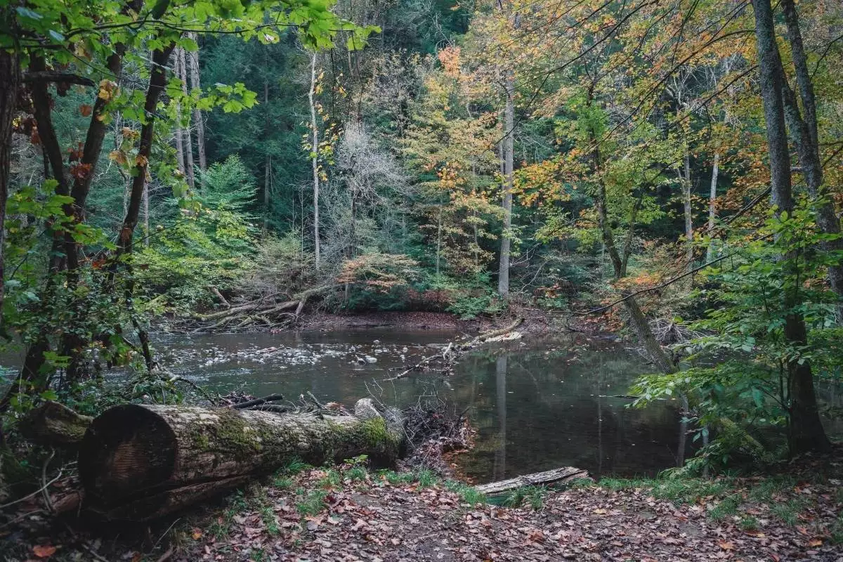 Mohican State Park In Loudonville, OH | America's State Parks