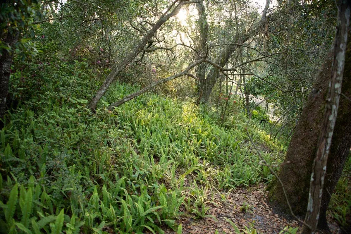 Ravine Gardens State Park In Palatka, FL | America's State Parks
