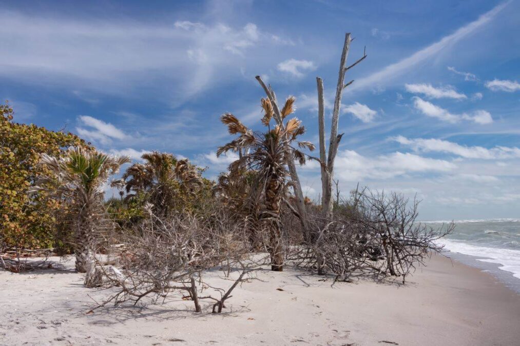 Stump Pass Beach State Park In St. Petersburg FL | America's State Parks