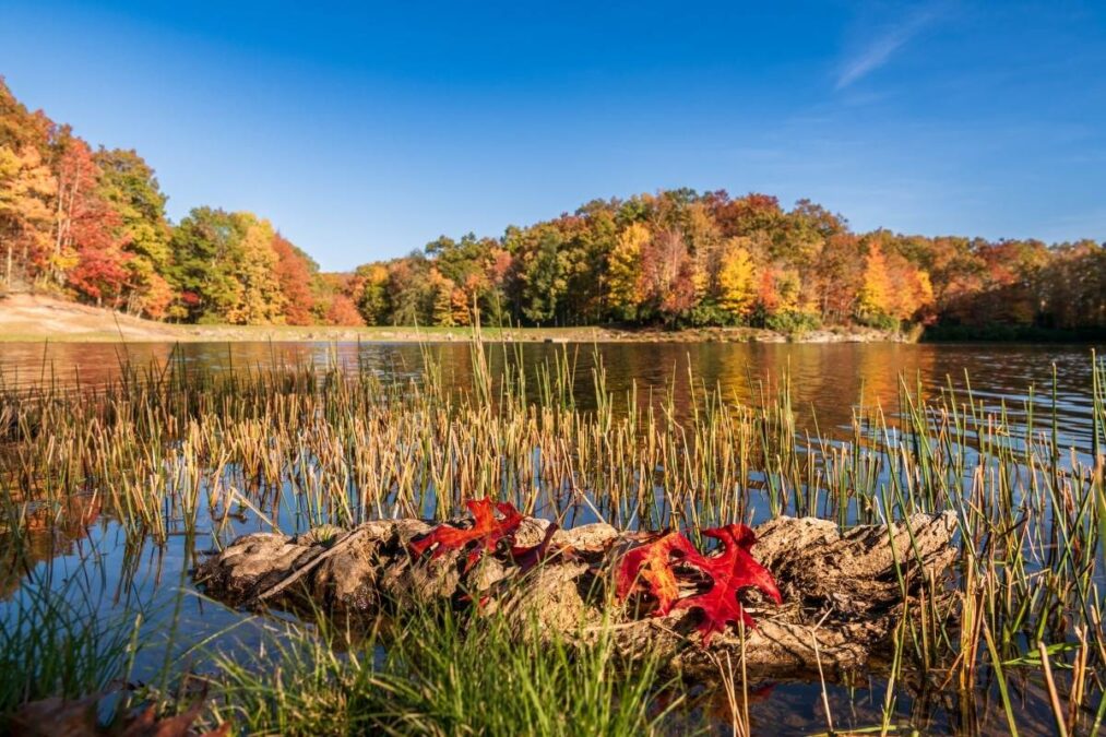 Babcock State Park In Clifftop, WV | America's State Parks