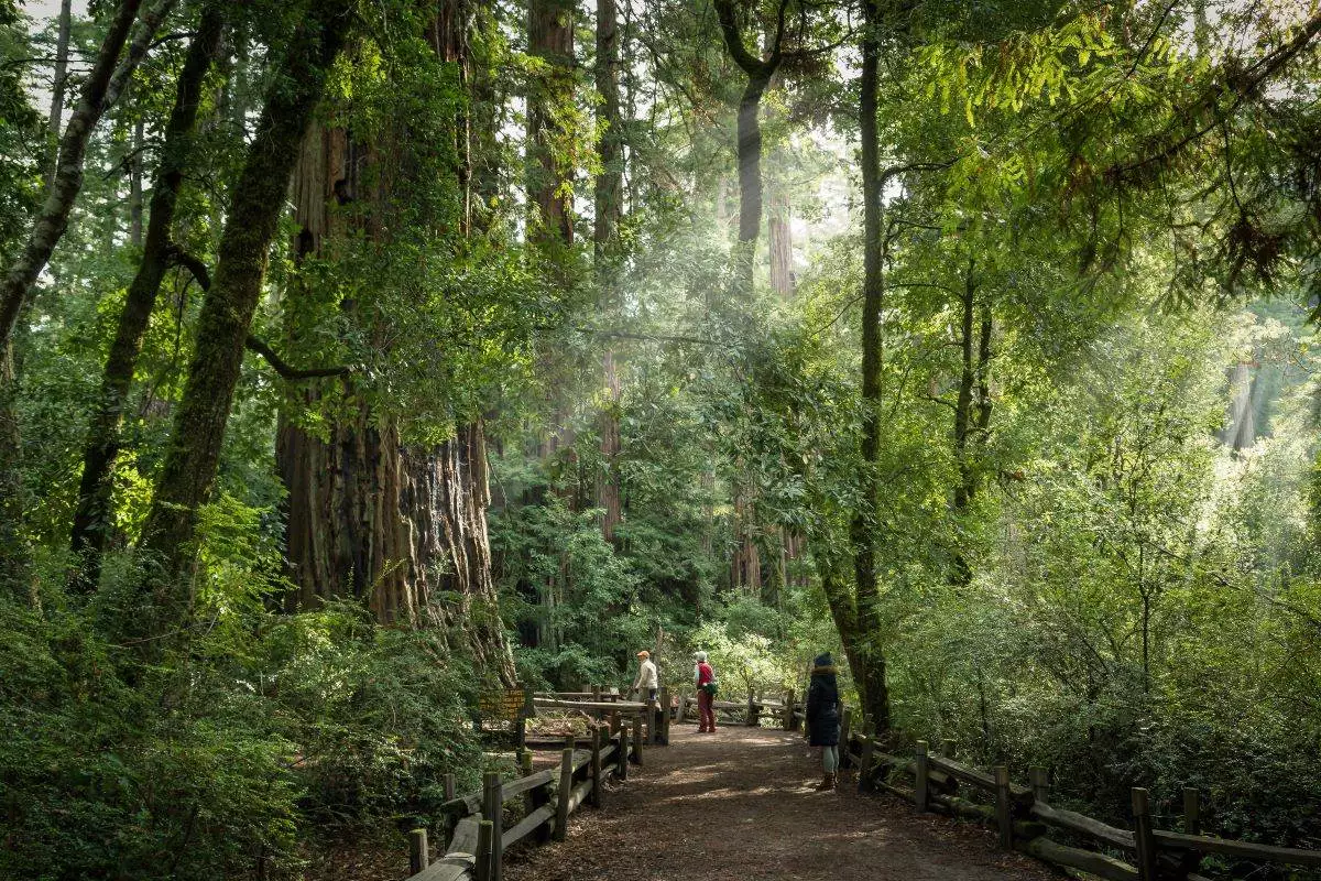 Big Basin Redwoods State Park In Boulder Creek, CA | America's State Parks